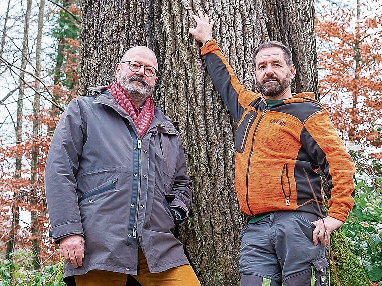 Mit Hilfe von Baumriesen den Wald besser verstehen - Bezirk Affoltern ...