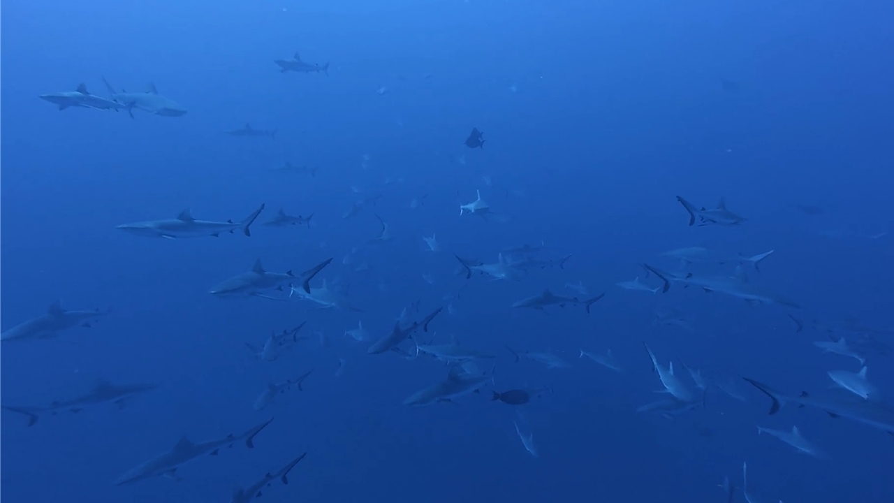Zehn Jahre Einsatz für den Schutz der Haie und der Weltmeere - Bezirk ...